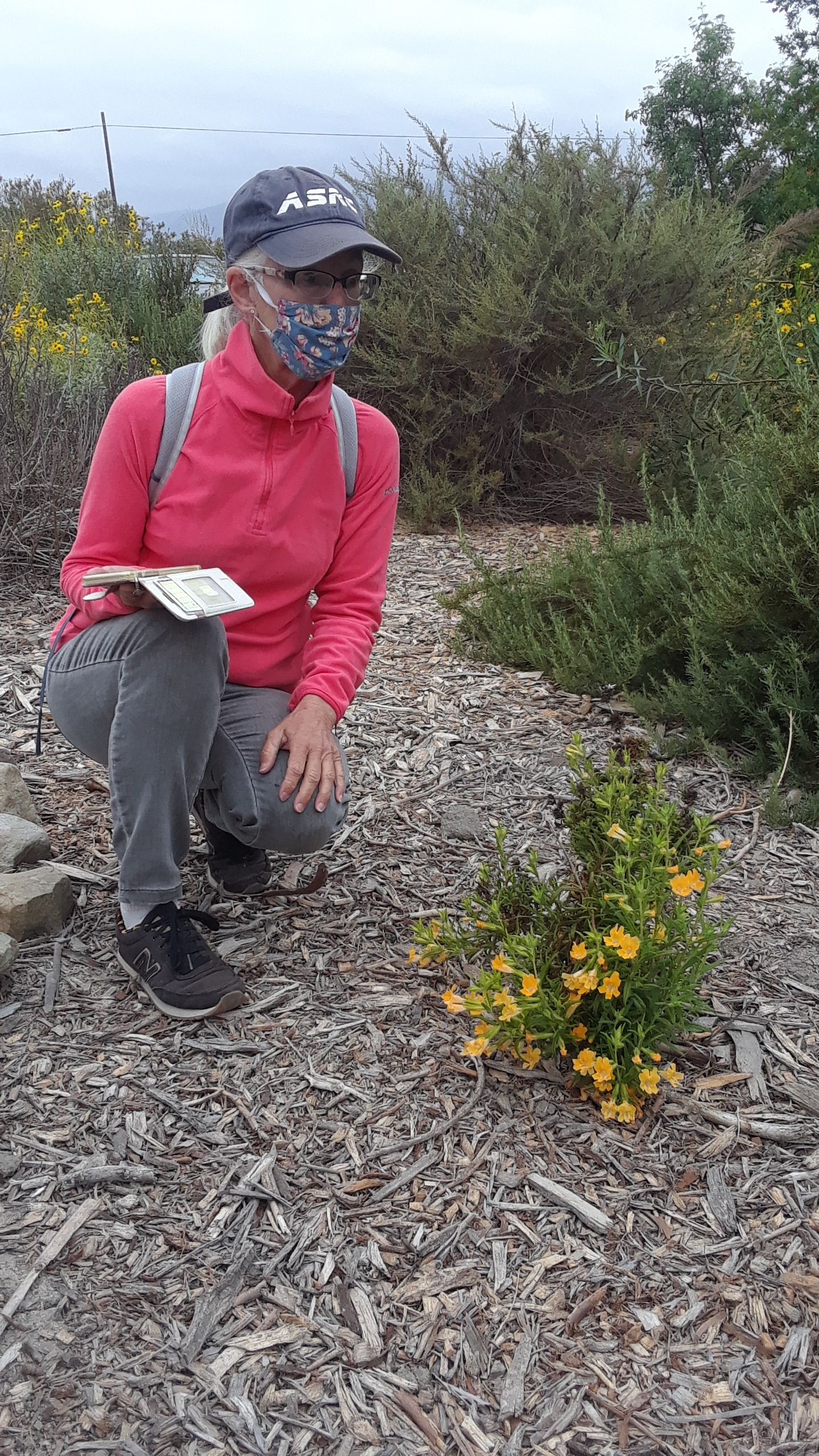 Native Plant Restoration